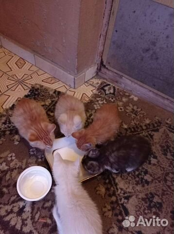 Котята в добрые руки