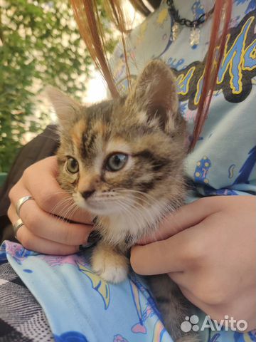 Отдам котенка