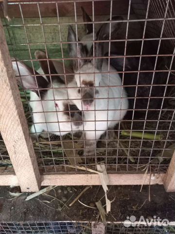 Кролики мясных пород