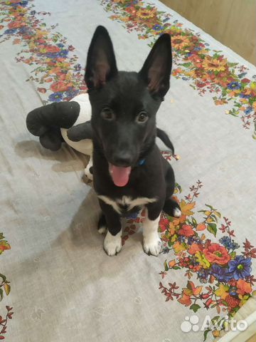 Ищем семью для щенка, мальчику 3 мес,привит,здоров