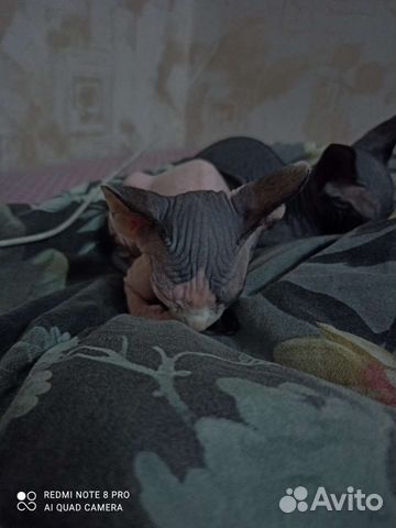 Продам канадского сфинкса