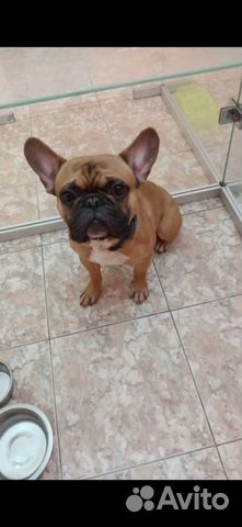 В хорошие руки французский бульдог- Локи