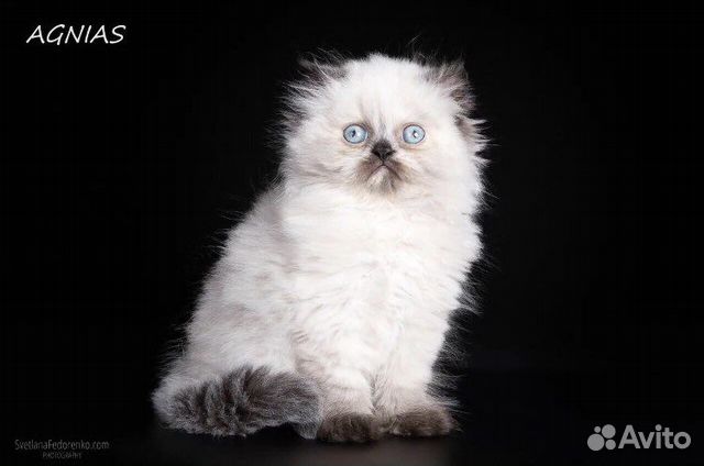 Персидская малышка девочка