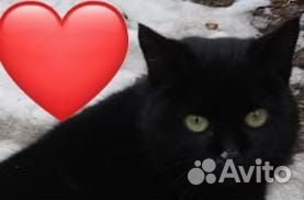 Кошка марго, 3.5 г., стерилизованная, черн.окраса