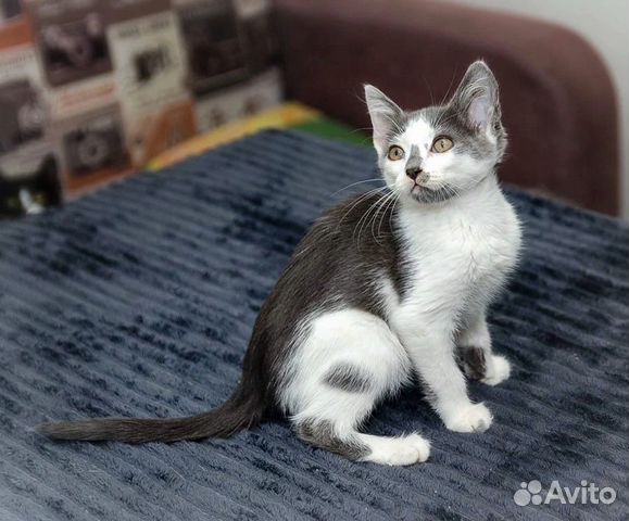 Носику всего 3 мес. а он уже познал безразличие