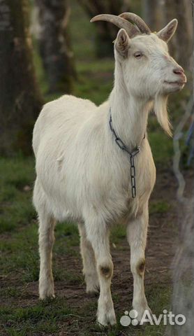 Козы дойные