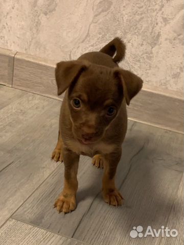 Щенок русского той-терьера