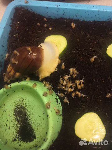 Улитки ахатины маленькие