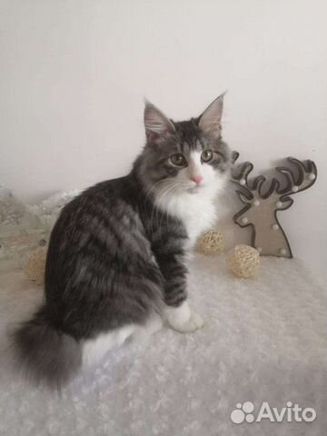 Курильский бобтейл мальчик