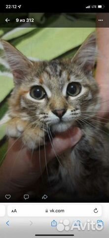 Отдам бесплатно