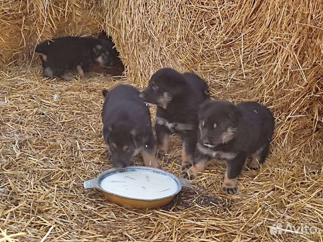 Щенки немецкой овчарки 4 кабельчика
