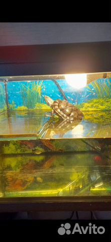 Красноухая черепаха с аквариумом