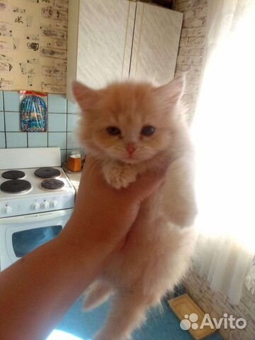 Кошки бесплатно