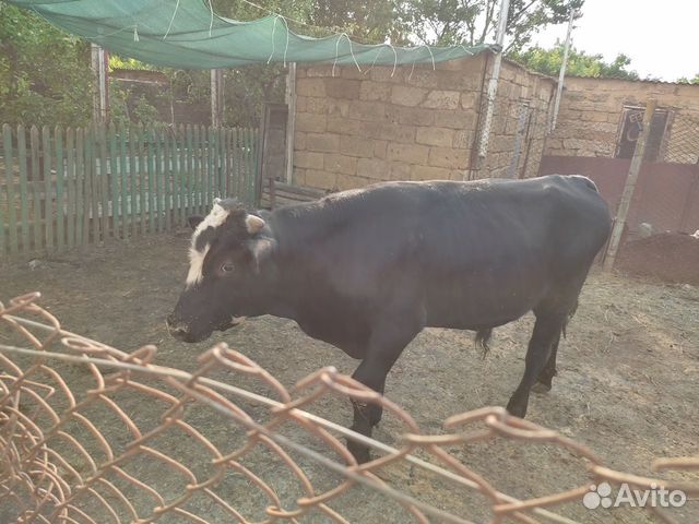 Продам бычка на откорм