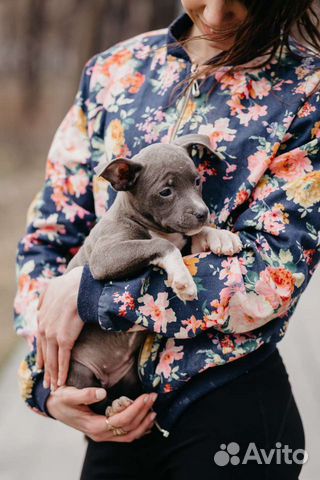 Малыши амстаффа типтяжелый