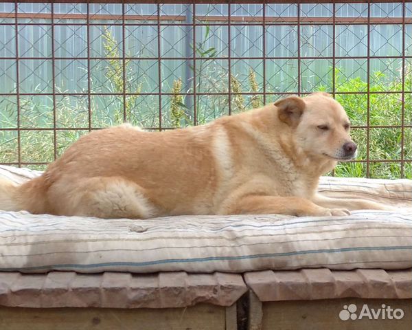 Собака друг в добрые руки