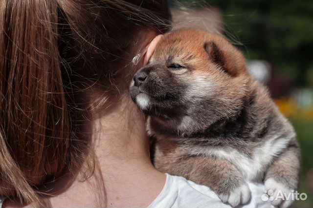 Собаки