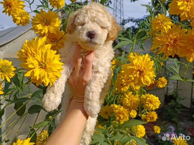 Мальтипу ф1 мальчик