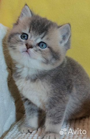 Голубое золото шиншилла