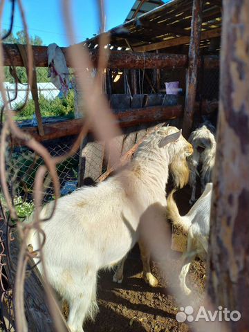 Зааненская козел