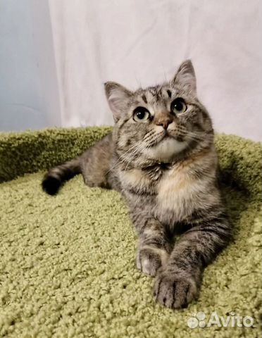 Славная полосаточка Рыся