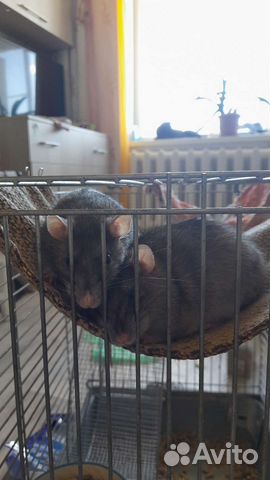 Крыски с клеткой