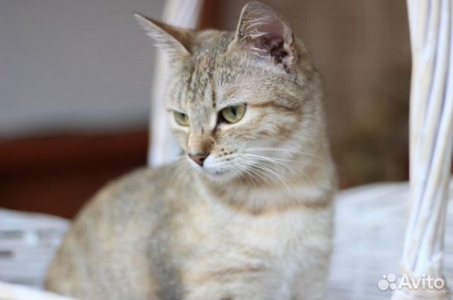 Ласковая кошка ищет дом