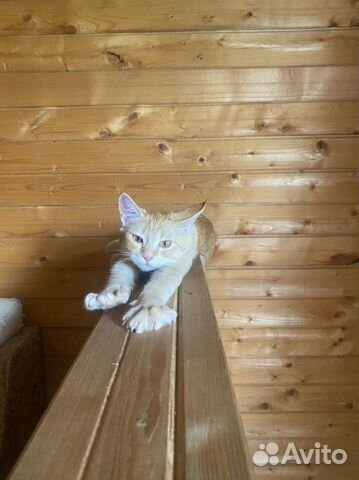 Кошка