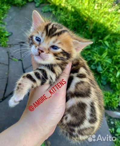 Яркие Бенгальские котята в пэты
