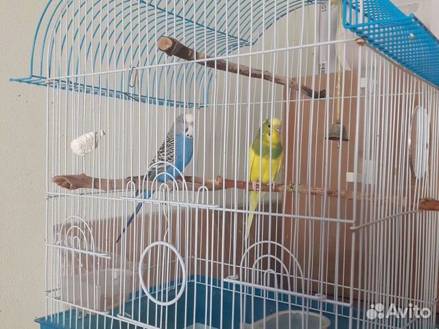 Два попугая