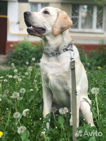 Лабрадор 6 месяцев