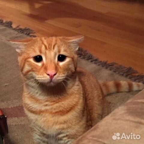 Разные добрые котики приюта мечтают обрести дом