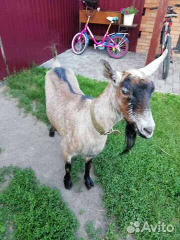 Коза дойная альпийская