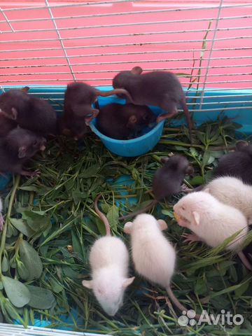 Крыса дамбо