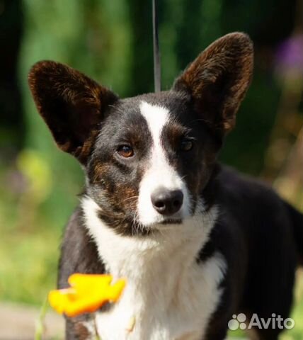 Вельш корги Нала ждет своих людей