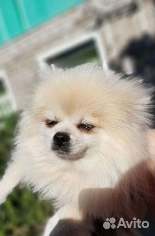 Взрослая девочка шпиц