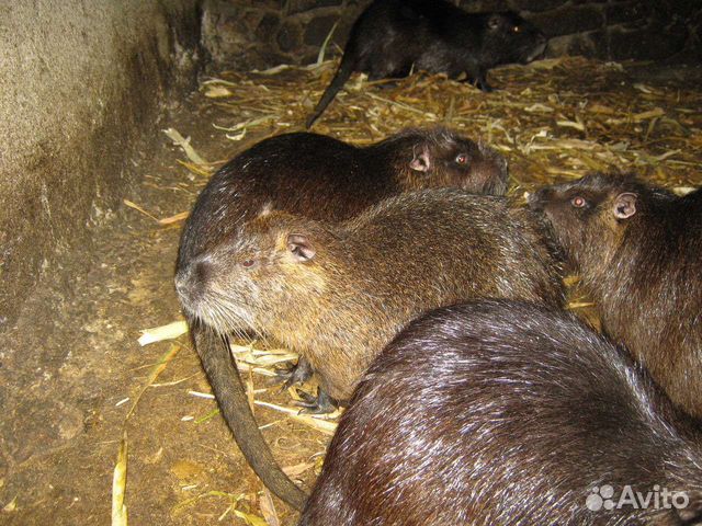 Самки нутрий