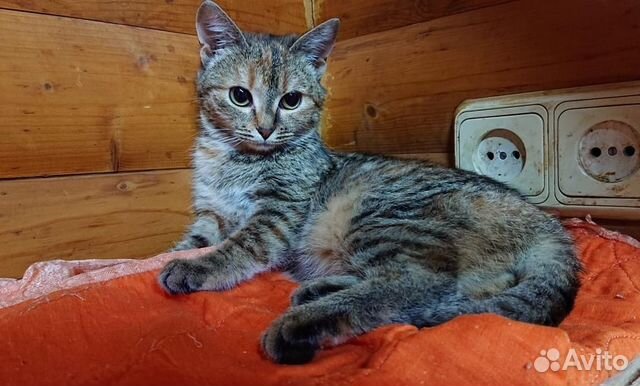 Ласковый котенок Милаша ищет дом