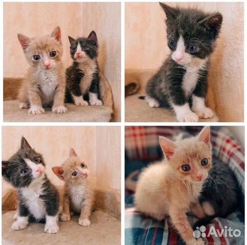 Котята малыши в добрые руки. На счастье и удачу