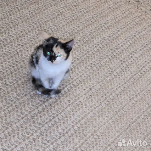 Кошки в добрые руки бесплатно