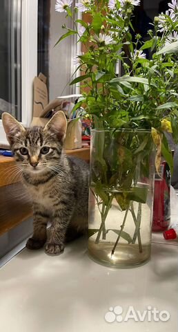 Котята в добрые руки (2 девочки)