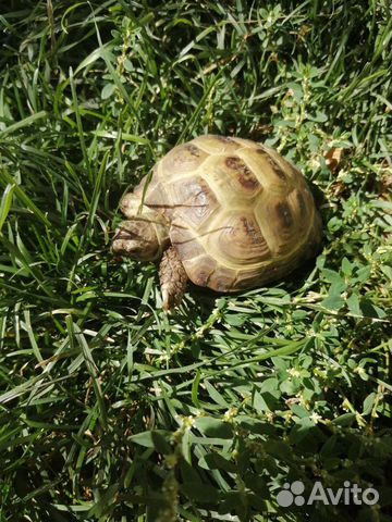 Черепаха сухопутная