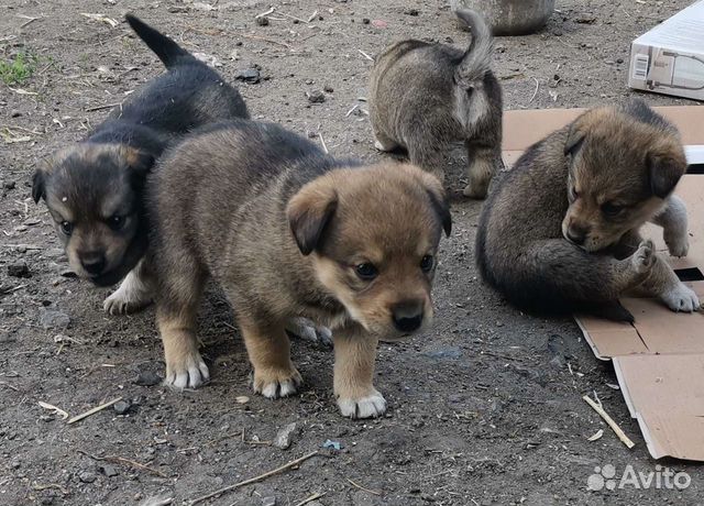 Собака в добрые руки отдам бесплатно