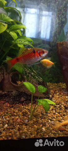 Барбусы бесплатно