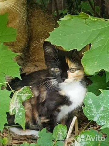 Котенок трехцветка Симка 2мес