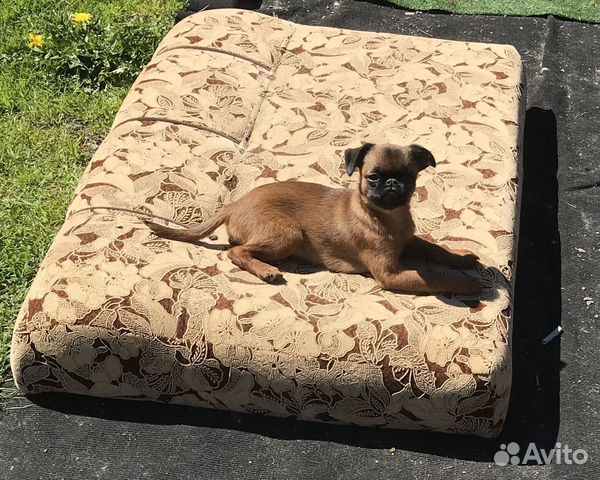 Пти- брабансон, рыжий кобелек