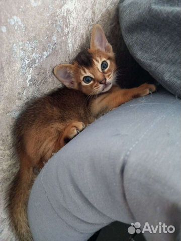 Абиссинские котята