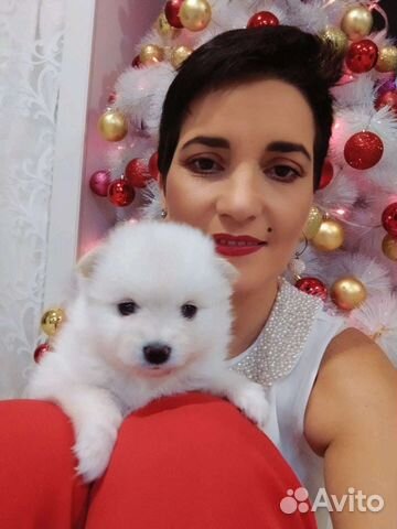 Шпицедетки