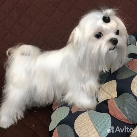 Красавчик Мальтезе