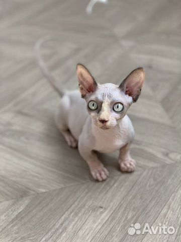 Клубный котенок